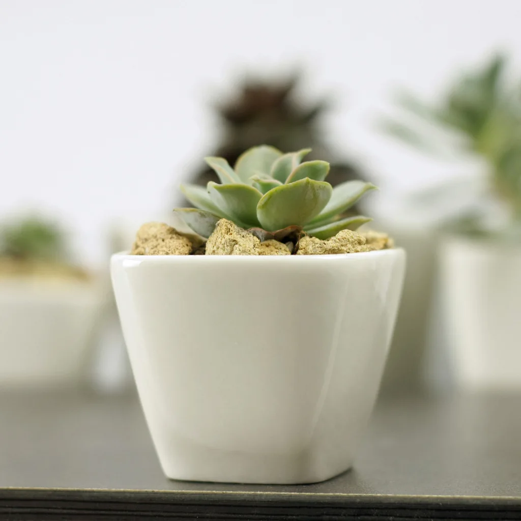 6.6cm*6.6cm*5.3cm Simple white meat more creative mini ceramic pot pots ...