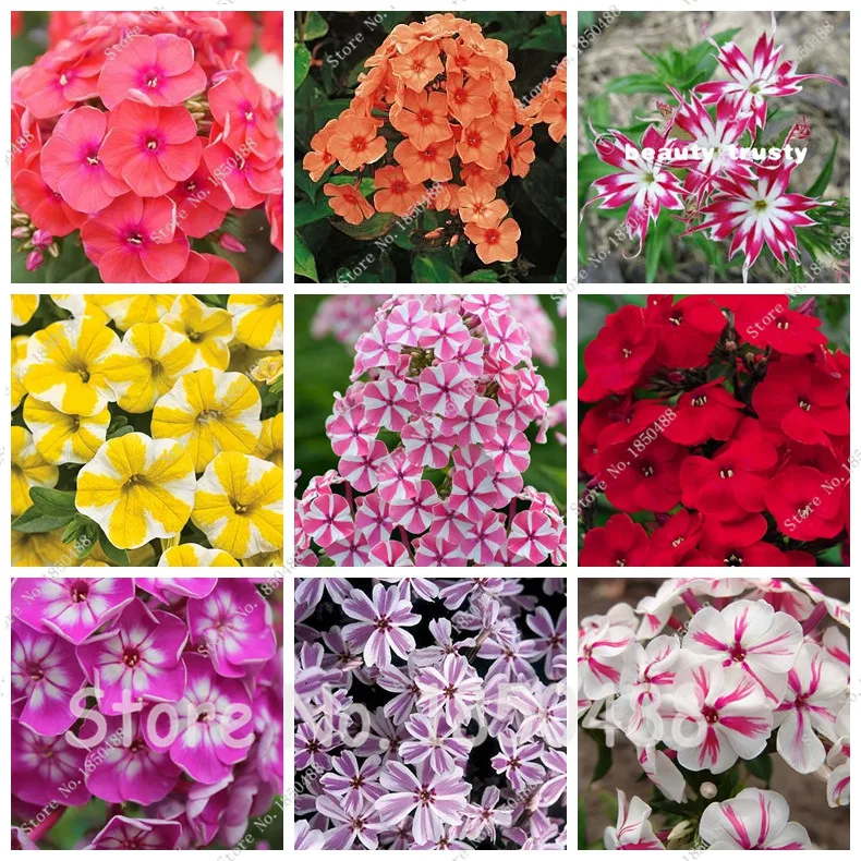 Online Buy Wholesale flower phlox from China flower phlox Wholesalers ...