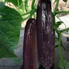 100 pcs Seeds Rare Black Cucumber – GreenSeedGarden