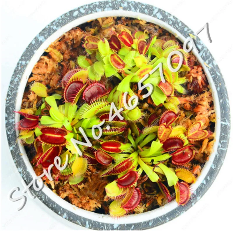 New! 100 pcs Potted Insectivorous Plant bonsai Dionaea Muscipula Giant ...