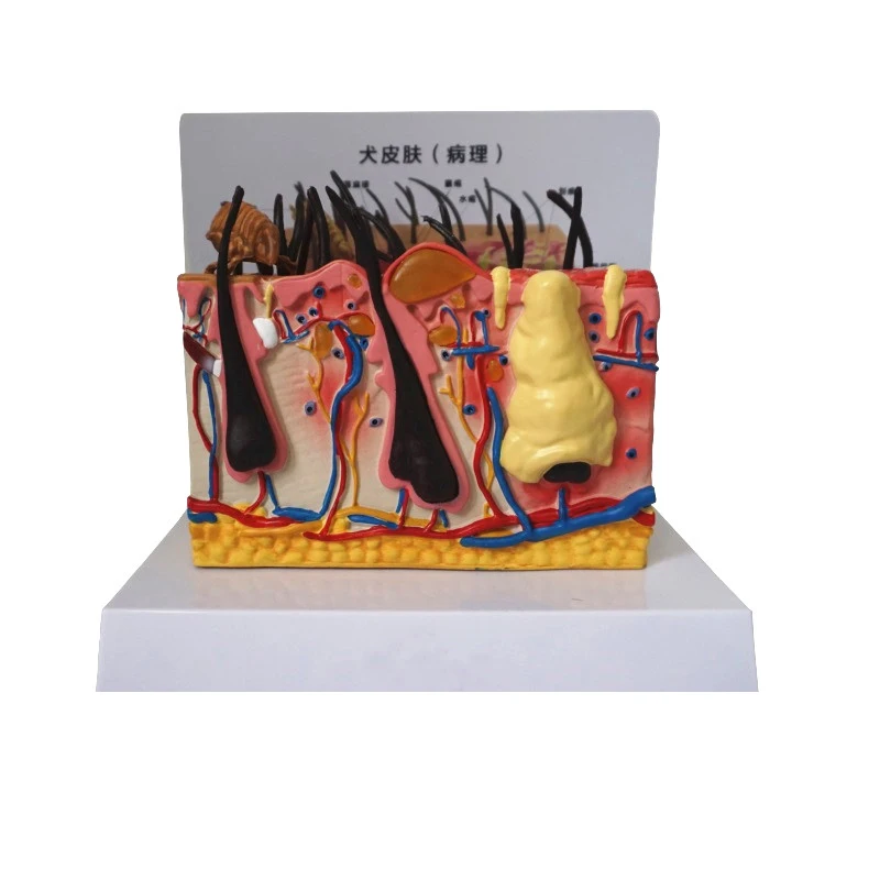 Dog skin anatomy model canine dermatology pet morbid skin teaching aid ...