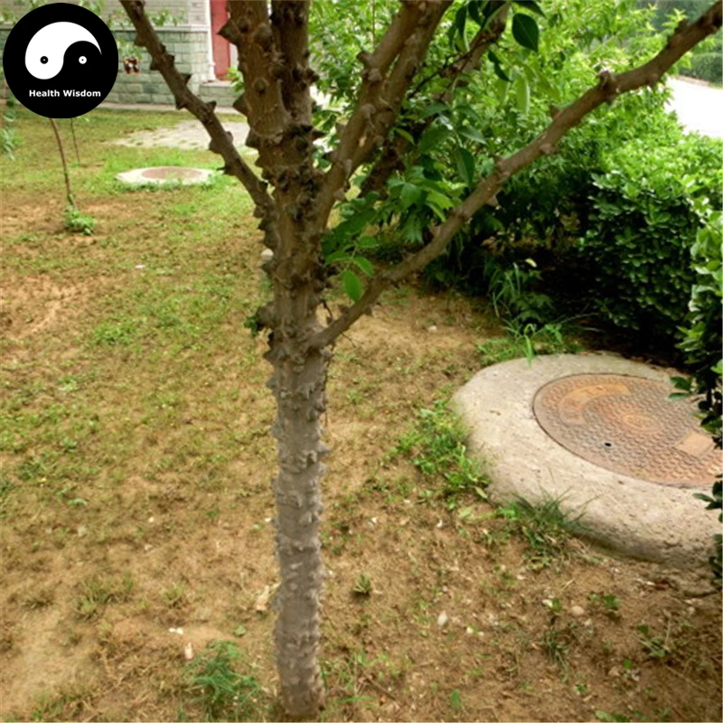 Купить Evodia Tree Semente 400 шт растение Evodia danellii Tree Chou ...