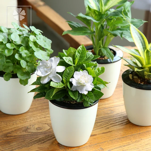 Download Gambar Bunga Dalam Pot Kecil