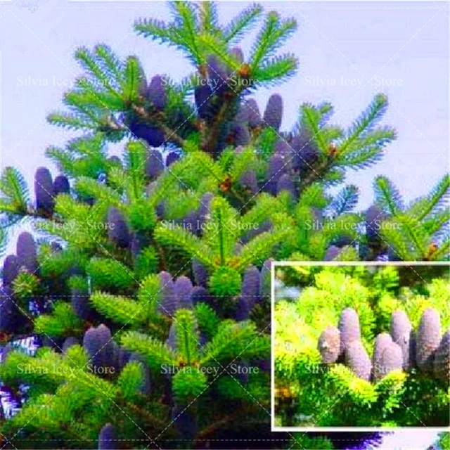 Terbaru 18+ Foto Bunga Cemara - Gambar Bunga Indah