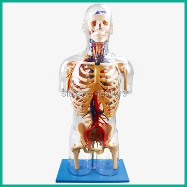 Transparan model Torso dengan Struktur Saraf dan Pembuluh Darah Utama ...