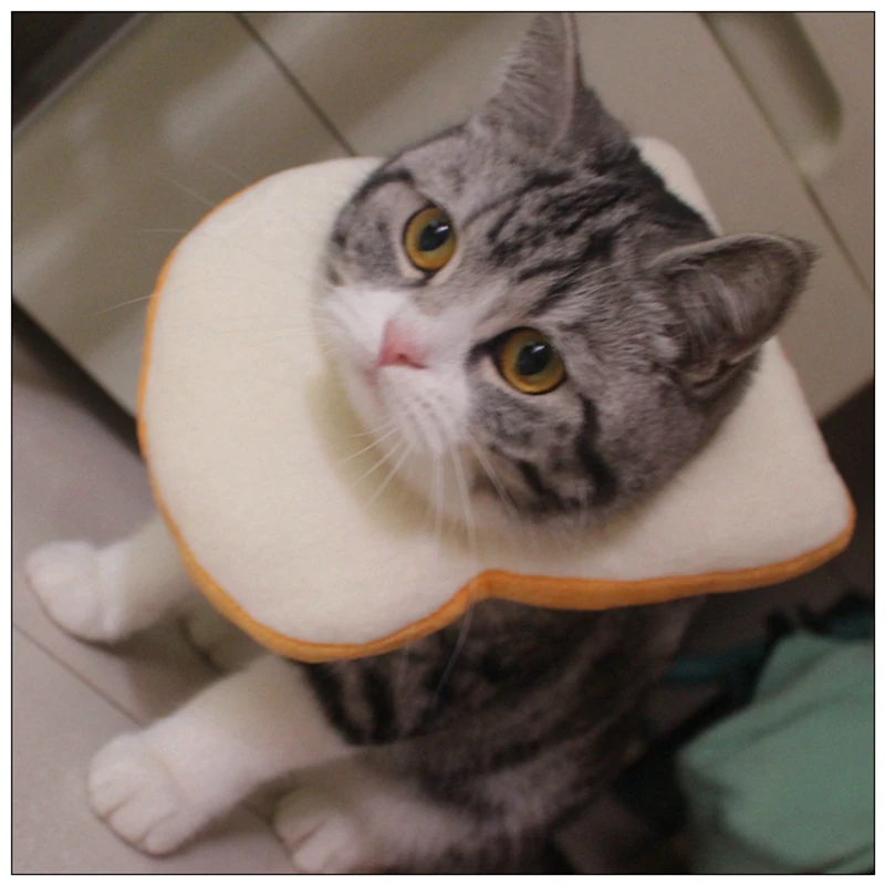 Cat Breading Costume
