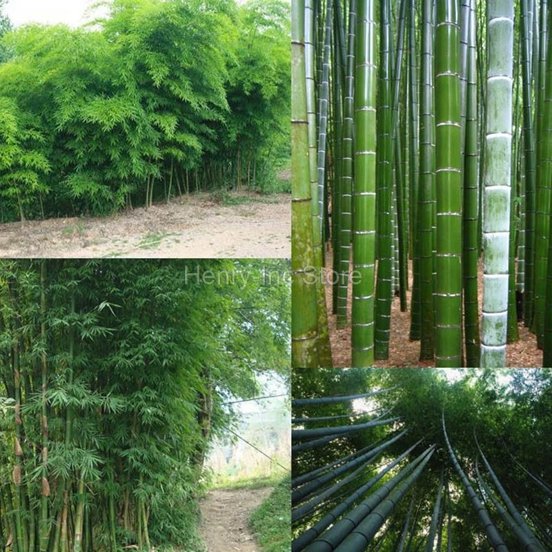 Moso Bamboo Seeds Bulk