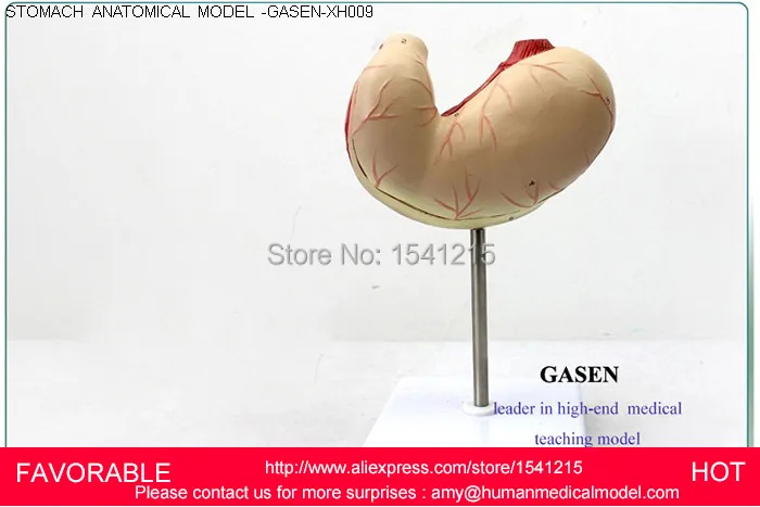 GASTRIC ANATOMY,TEACHING MEDICAL ,ANATOMICAL MODEL, GASTROINTESTINAL ...