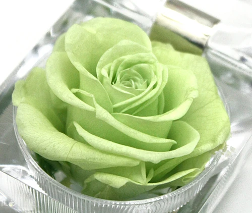 Most Beautiful Images Of Green Roses