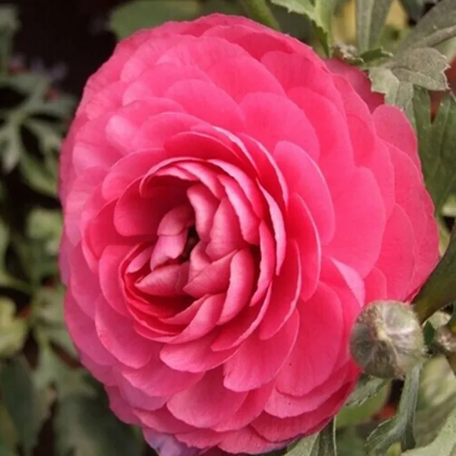 Multi-Color Ranunculus Asiaticus Flower Seeds, 100pcs/pack ...