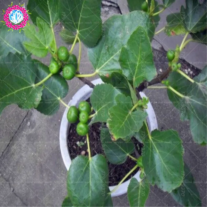 100pcs Ficus Carica Figs Seeds - Pure Bonsai