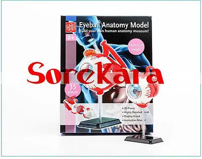 Human Anatomical 35 Parts Eyeball Dissection Medical Organ Teach Model ...