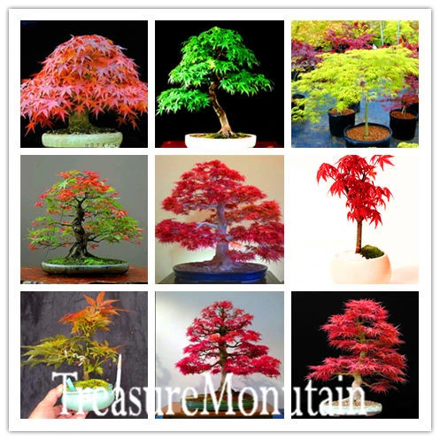 Canadian Maple Bonsai Tree