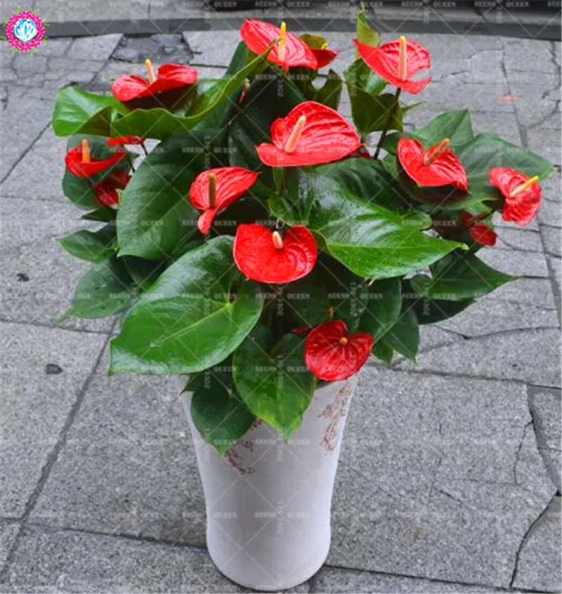 Anthurium Blue Andraeanu Indoor Potted Flowers Anthurium Bonsai Plant ...