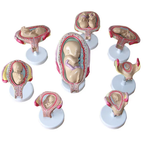 8 Parts Pregnancy Fetal Development Process Model Pregnancy Embryo ...