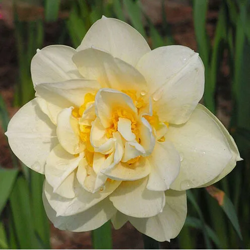 Multi-Color Daffodil Flower Seeds, 100pcs/pack