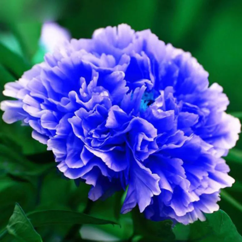 Hot Sale Chinese Peony Seeds Blue Peony Peony Flower Potted Bonsai ...