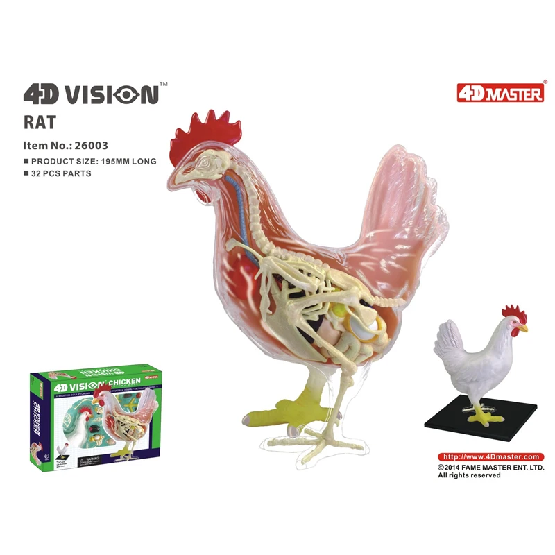 4d-frango-intelig-ncia-montagem-brinquedo-rg-o-animal-anatomia-modelo ...