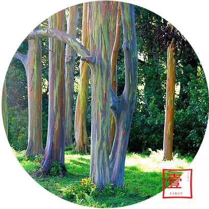 Rainbow Eucalyptus Bonsai Tree