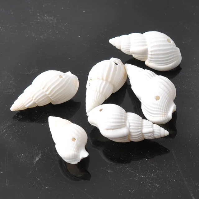 White Spiral Shell