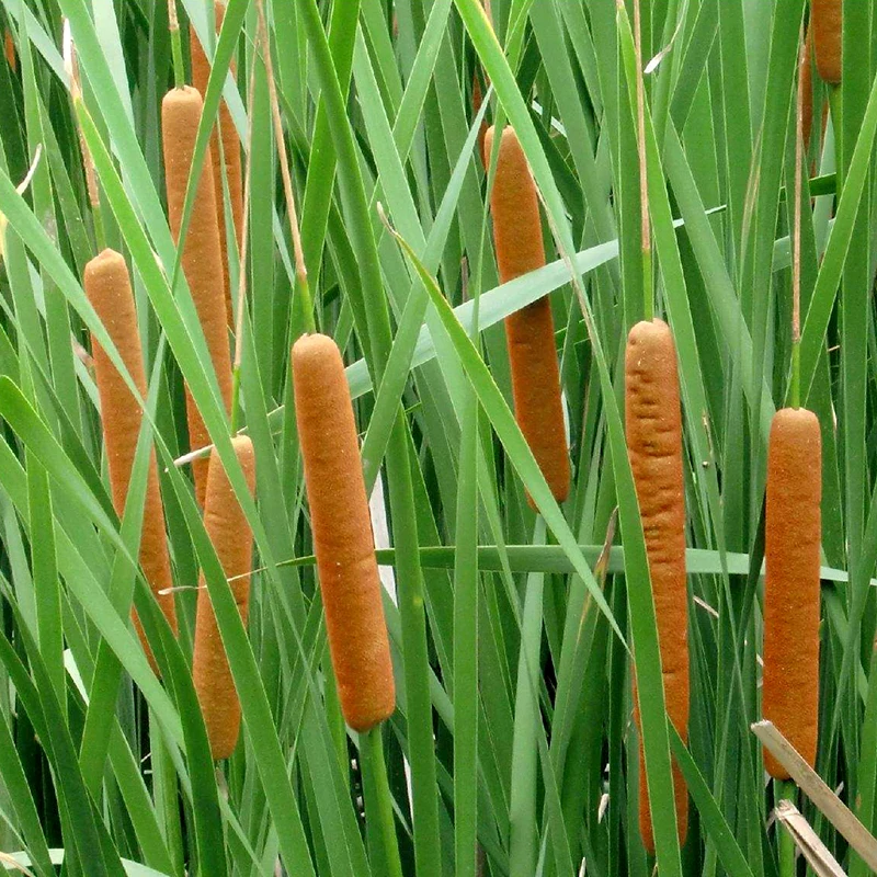 Marseed Wholesale 50 pcs/Bolso Raras Semillas de Totora MAS105 Estanque de Jardín Plantación DIY ...