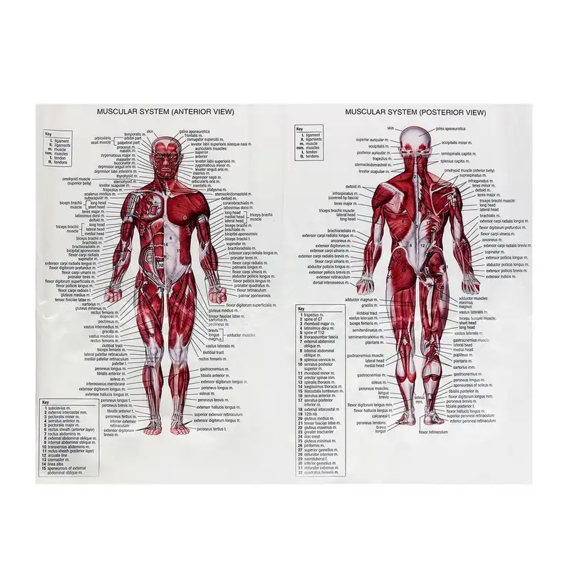 1pc Spier Systeem Posters Anatomie Grafiek Menselijk Lichaam Educatief Interieur Zijden Doek ...