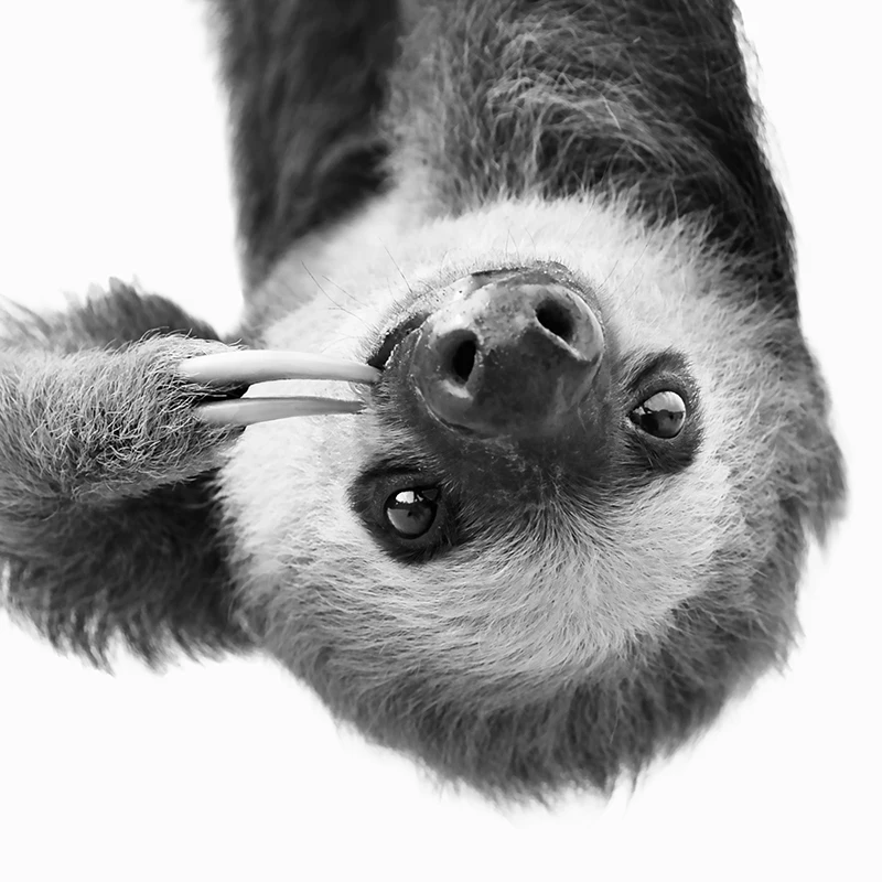 Sloth Black And White