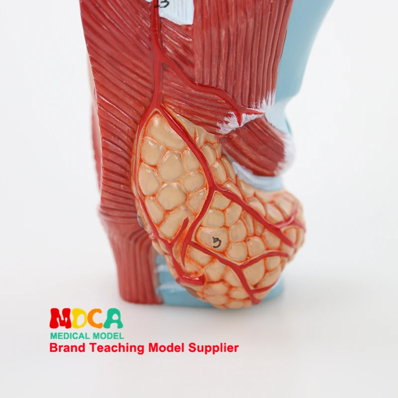 Parathyroid Gland Model