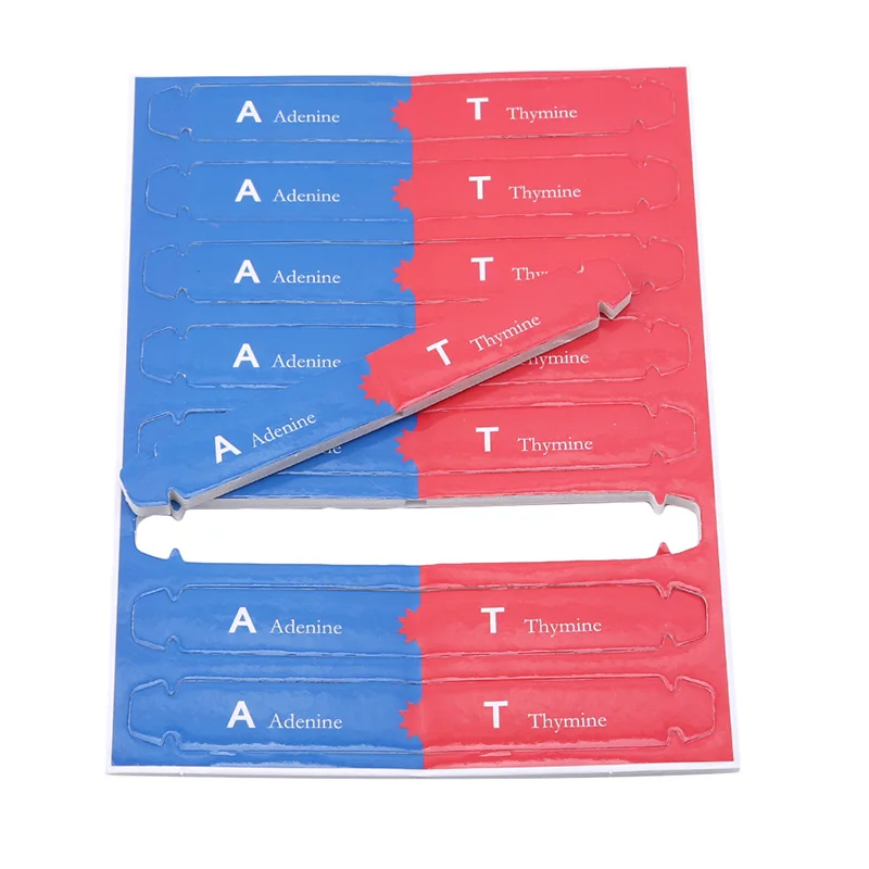 DNA Models Science and Exploration Sets Toys For Kids - GYOBY® TOYS