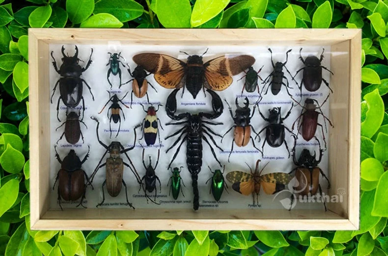 Southeast Asia insect specimens set wooden frame beetle/Cerambycidae ...