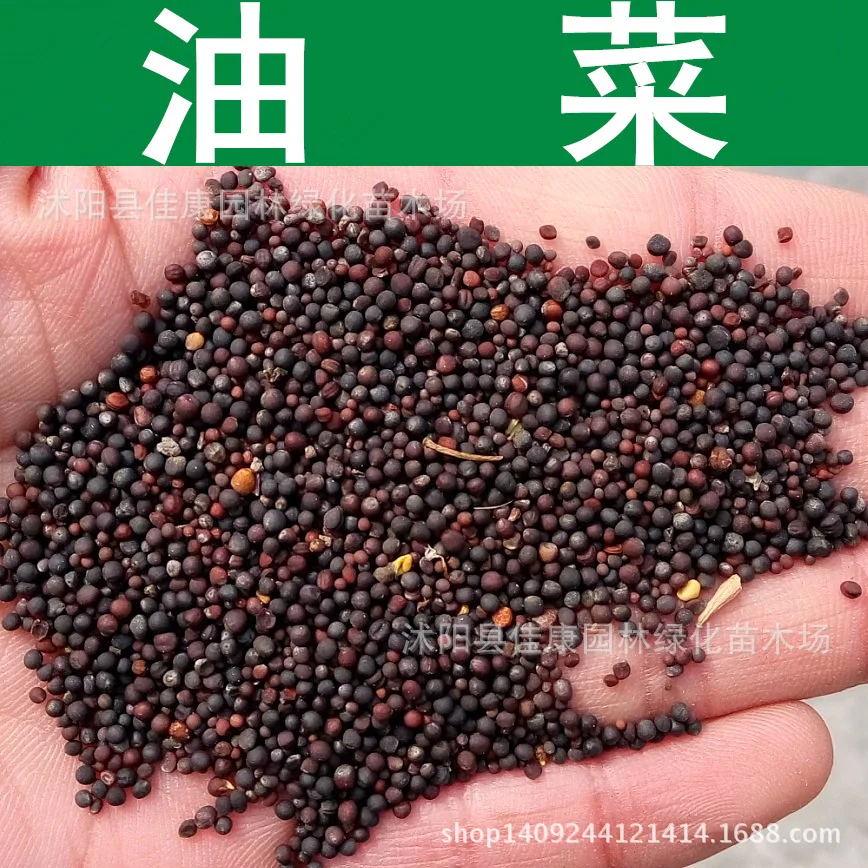 Nasiona rzepaku cena