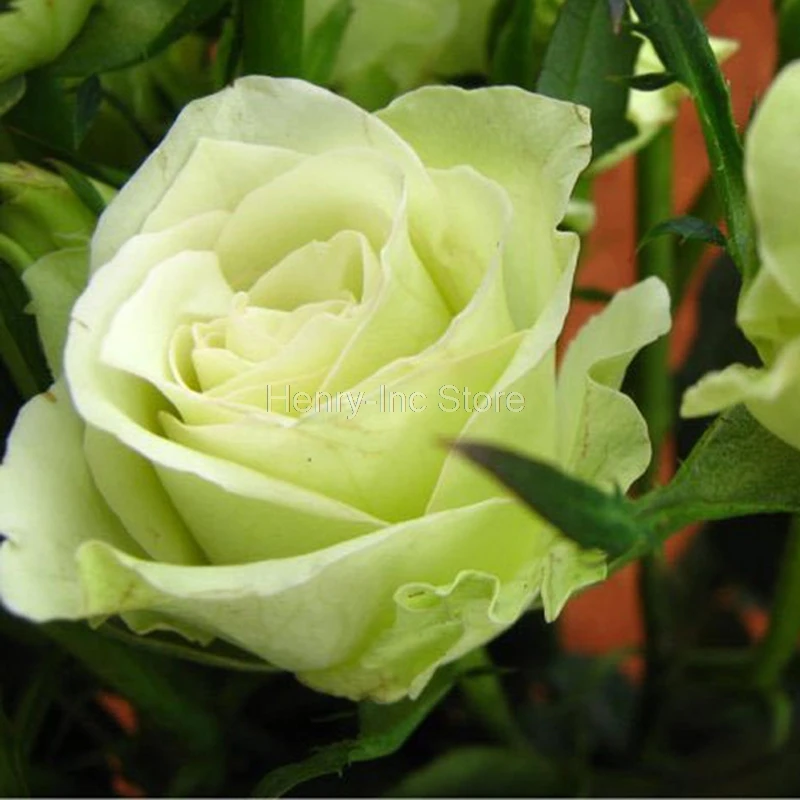 Most Beautiful Images Of Green Roses