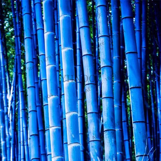 20 Pcs/bag Bamboo bonsai Rare Giant Rainbow Plant,multiple Selection of ...