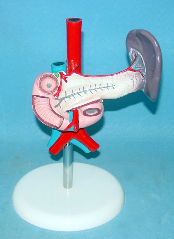 Duodenum-Anatomical-Model-Human-Body.jpg