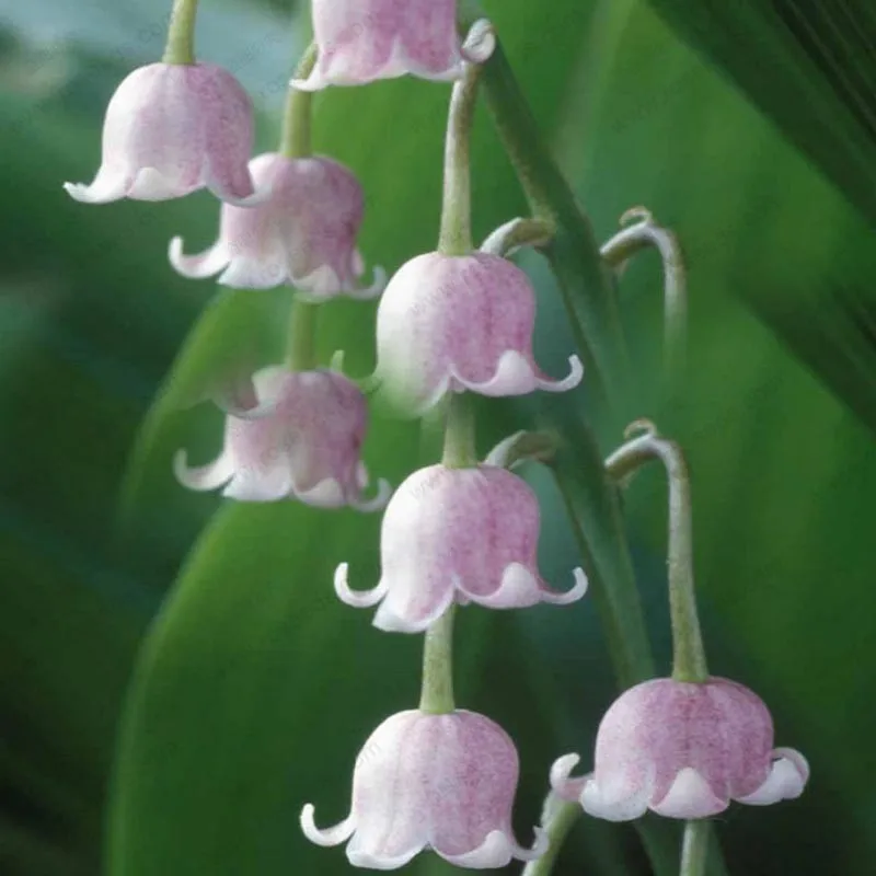 1 pcs Lily of the Valley Flower Bulb, Bell Orchid , 1bulb/pack ...