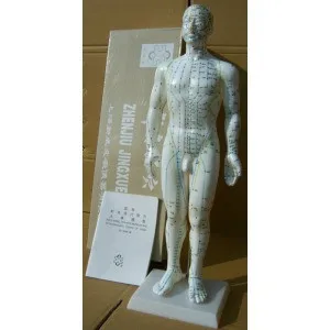50CM English human acupuncture meridian points model male or female ...