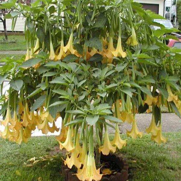Yellow Datura flower seeds DWARF Brugmansia suaveolens Flamenco angel's ...