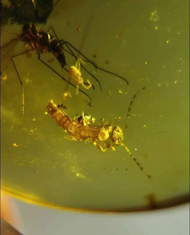 Cretaceous Larva of bamboo termite parasitic mites burmite (Untreated ...