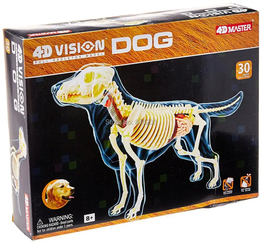 4D Master vision złote włosy pies model anatomiczny pełny szkielet ...