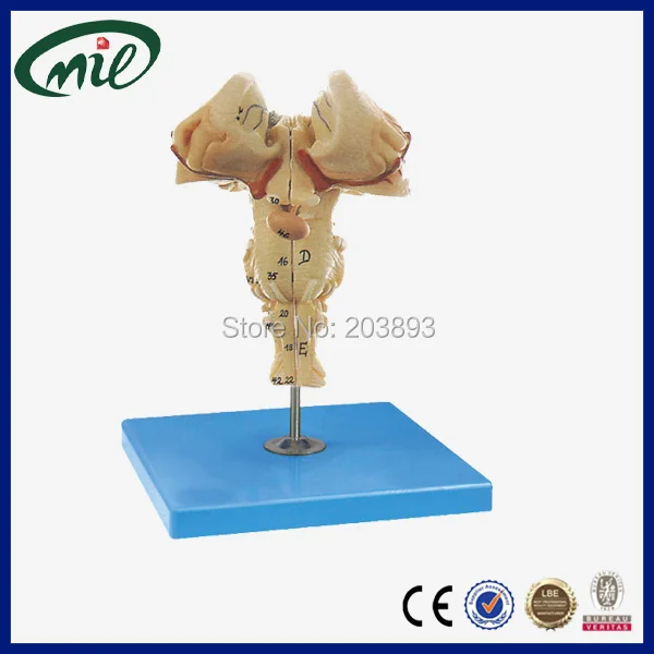 Plastic human Brain stem model/Brainstem Model(Medical Model,Anatomical ...