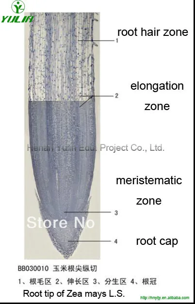 Yulin high quality plant microscope slide Root tip of Zea mays L.S. for ...