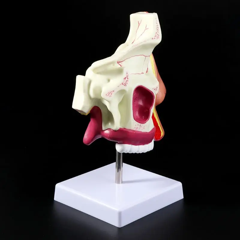 Human Nasal Cavity Anatomy Model Medical Nose Cavity Structure For ...
