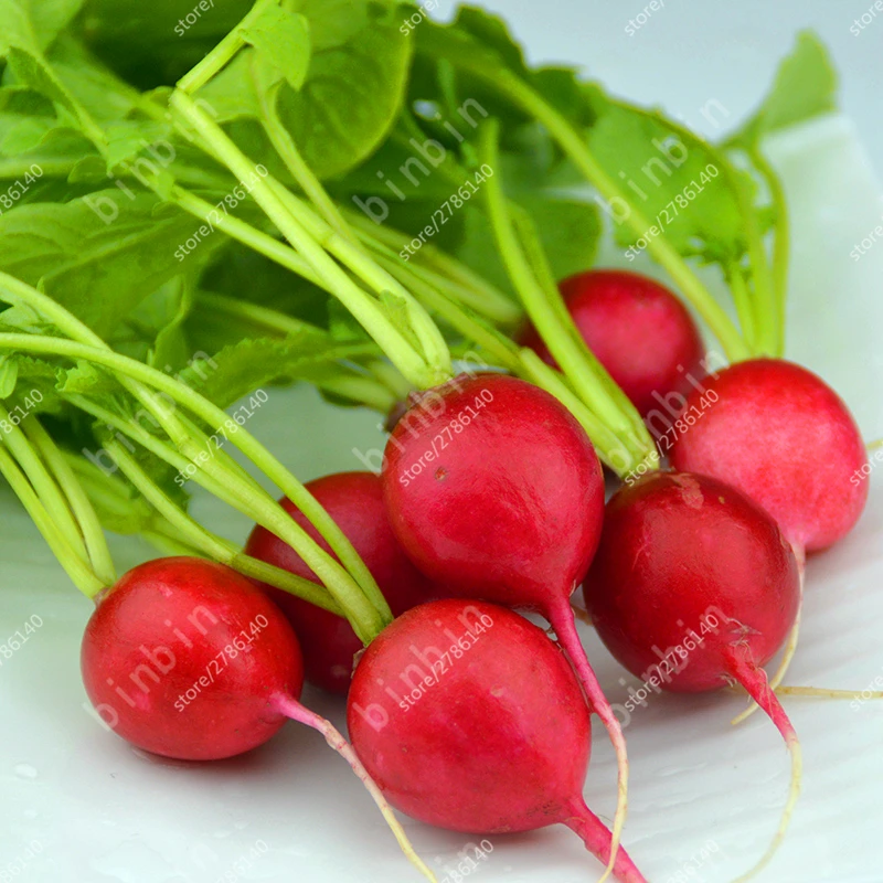 200 pcs Cherry Radish Seed Water Radish Cherry Organic Vegetable Seeds ...