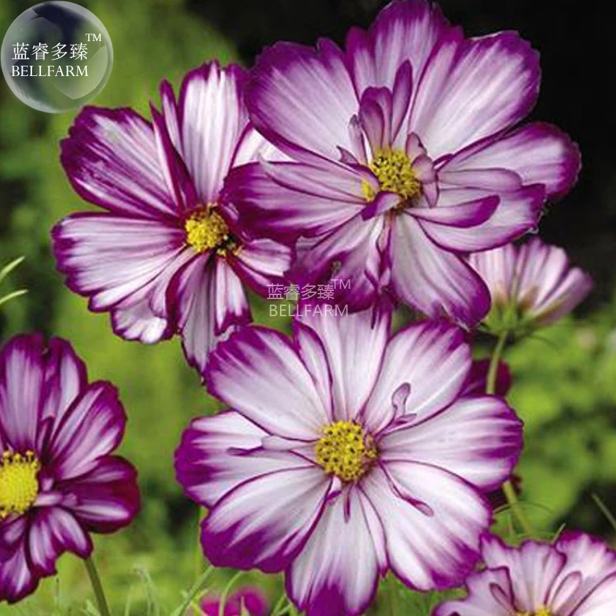 US$ 0.72 - BELLFARM Cosmos Bipinnatus Fizzy Rose Picotee Flower Seeds ...