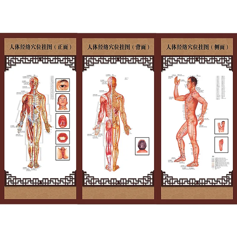 3pcs/set Wallmap Ear Map Ustration Of Points Map Male Body Meridians ...