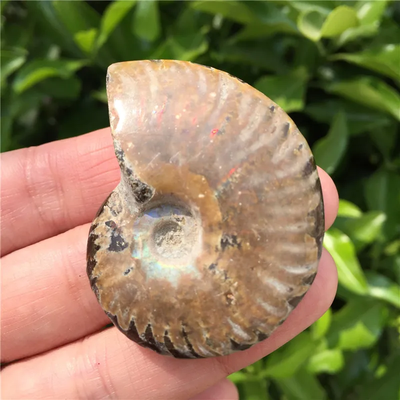 Natural Rainbow Ammonite Fossil Specimen Ammolite Ocean Animal Snail ...