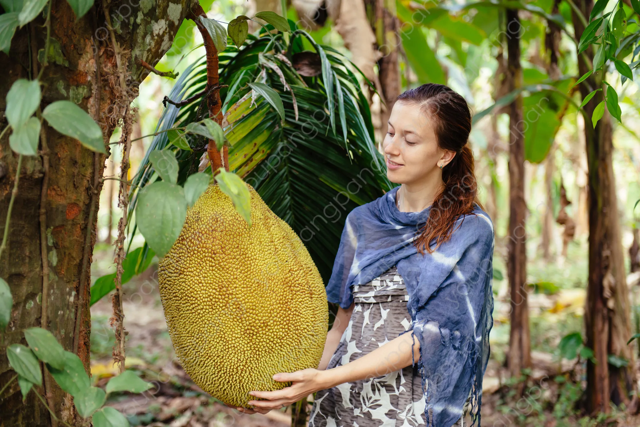 2pcs Fresh Chinese red Jackfruit Fruit Trees Tropical Rare Giant Tree ...