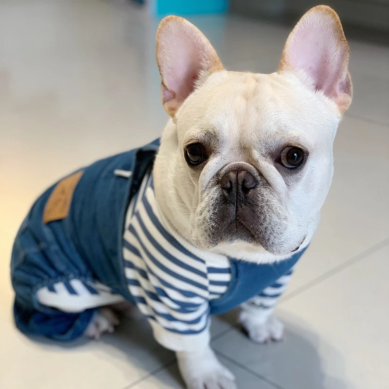 Denim Dog Jeans, French Bulldog Dangeries Pants