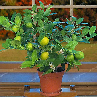 Key Lime Bonsai, Delicious Potted Organic Fruit plant,(Citrus ...
