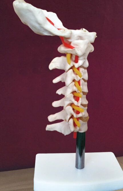 cervical vertebra human cervical spine with neck artery occipital ...